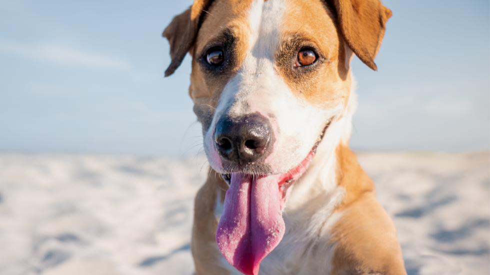 The Perfect Pet-Friendly Escape at Woolgoolga Lakeside Holiday Park ...